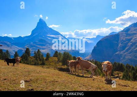 Swiss cows grazing on a meadow against the background of the Matterhorn ...