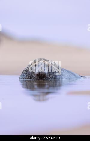 Grey Seal laying in a pool on the beach Stock Photo - Alamy
