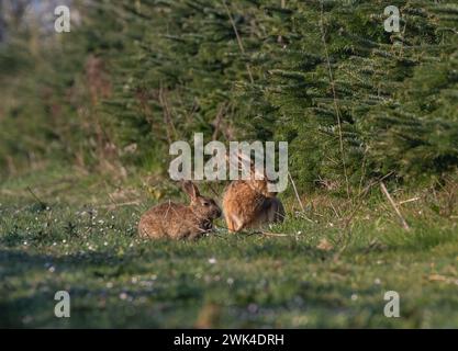 Can you tell the difference between a Hare and a Rabbit ? Here is a ...