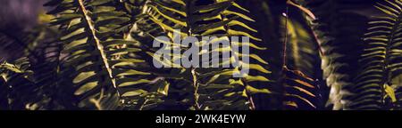 Dark green fern leaves in tropical environment. No people Stock Photo ...