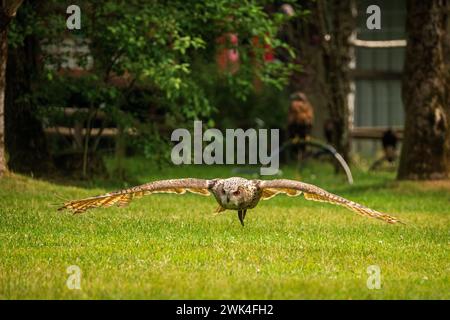 An owl in flight in the wildlife enclosure Stock Photo - Alamy