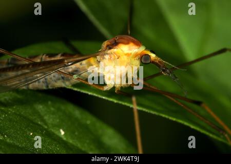 Common cranefly (Leptotarsus sp Stock Photo - Alamy