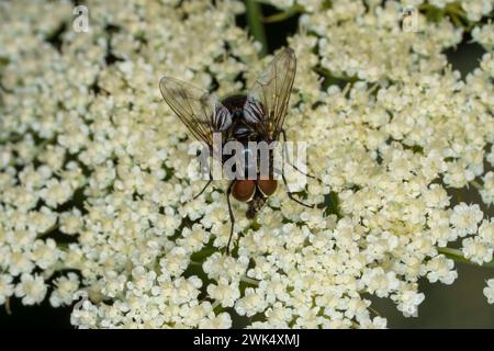 Graphomya maculata Family Muscidae Genus Graphomya fly wild nature ...