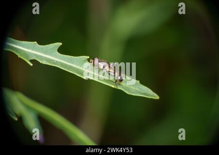 Syritta pipiens Family Syrphidae Genus Syritta Thick legged hover fly ...