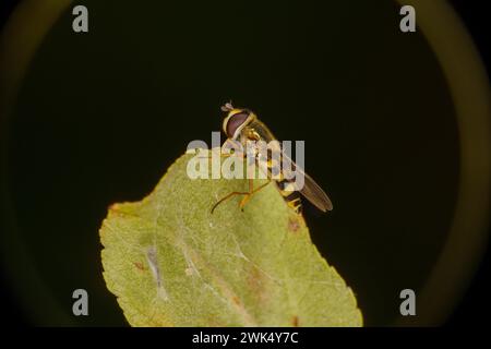Macro photography of a Eupeodes corollae fly Stock Photo - Alamy