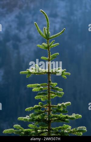 Subalpine fir tree, Eagle Cap Wilderness, Oregon Stock Photo - Alamy