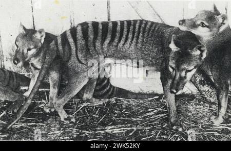 Now extinct, Tasmanian Tiger (thylacine) in Hobart Zoo Tasmania ...
