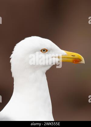 A closeup shot of a Yellow-legged gull in a forest during the day Stock ...