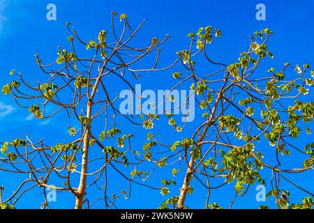 Cecropia Yagrumo trumpet tree in tropical jungle nature with blue sky ...
