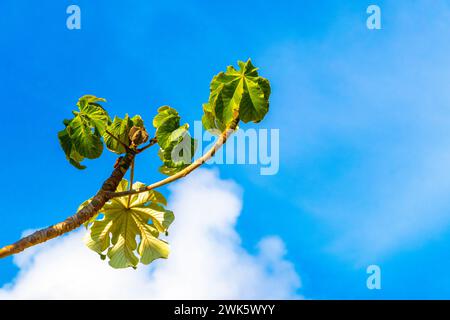 Cecropia Yagrumo trumpet tree in tropical jungle nature with blue sky ...