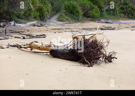 Tree remains, flotsam and jetsam, Kaiteriteri, New Zealand Stock Photo ...