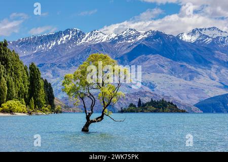 Crack willow (Salix fragilis), Wanaka tree, Lake Wanaka, Otago, New ...