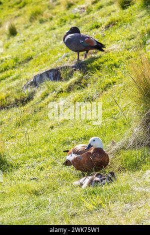 Maori Duck, New Zealand Diving Duck, Maori Ducks, New Zealand Diving ...