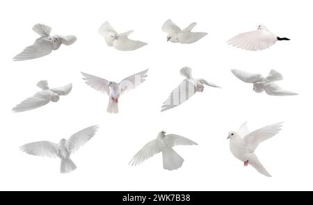collage free flying white dove isolated on a white background Stock ...