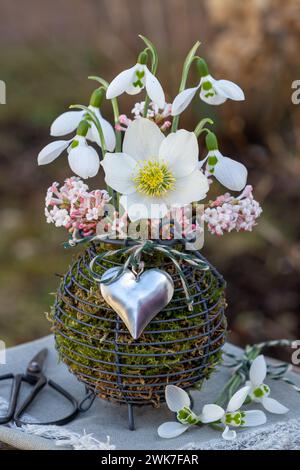 white flowers of helleborus niger Stock Photo - Alamy