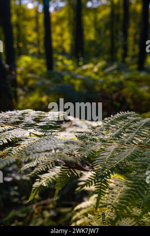 Vertical shot of green ferns in a garden Stock Photo - Alamy