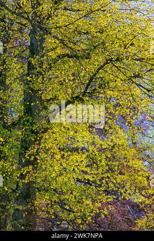 Beautiful beech tree with branches growing upwards in spring Stock ...