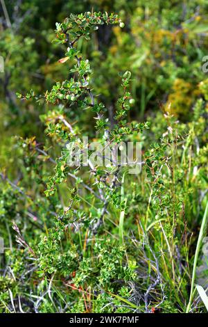 Calafate (Berberis microphylla or Berberis buxifolia) is an evergreen ...
