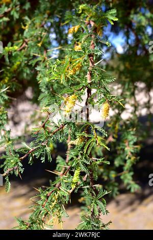Tamarugo (Prosopis tamarugo) is a deciduous tree native to northern ...
