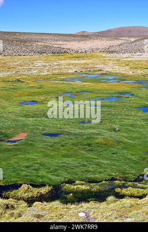 Bofedal is a kind of wetland found in Bolivia, Chile and Peru Andes ...