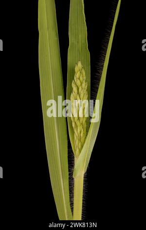 Common Millet (Panicum miliaceum). Opening Inflorescence Closeup Stock ...