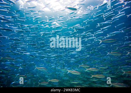 underwater picture of school of bait fish at Waimea Bay, on the north ...