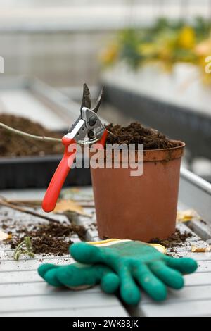 Plant in pot and gardening pruner on white background Stock Photo - Alamy