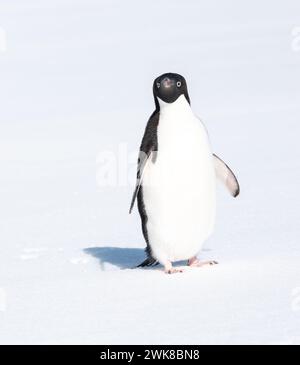 Adelie penguin on snow Stock Photo - Alamy