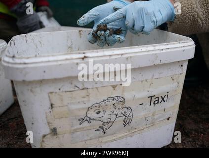 PRODUCTION - 19 February 2024, Hamburg: Helpers from the nature ...