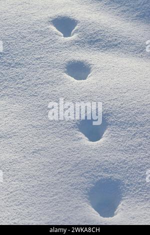 A closeup shot of footprints in the snow Stock Photo - Alamy