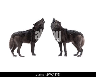 two Howling wolf isolated on a white background Stock Photo - Alamy