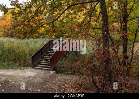 Amazing forest, panorama of trees on a sunny summer day. Centuries-old ...