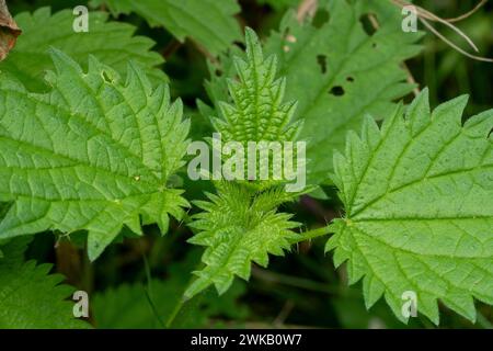 nettle family (Urticaceae Stock Photo - Alamy
