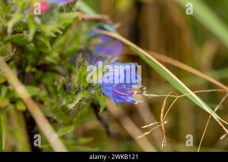 Echium vulgare Family Boraginaceae Genus Echium Viper's bugloss ...