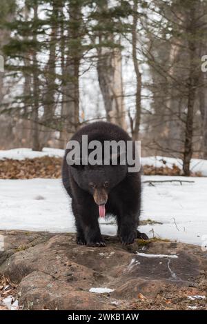 Black Bear (Ursus americanus) Hunched Over Looks Out Mouth Open Winter ...