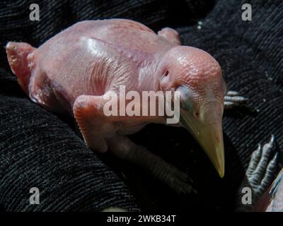 Papuan hornbill chicks, its scientific namem is Rhyticeros plicatus ...