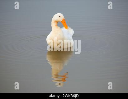 Duck, Benton County, Oregon Stock Photo - Alamy