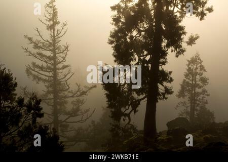 Cedar in fog on Spencer Butte Summit Main Trail, Spencer Butte Park ...