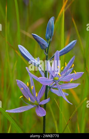 Common camas, Fern Ridge Wildlife Area, Oregon Stock Photo - Alamy