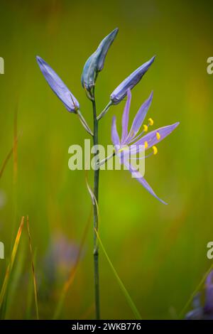 Common camas, Fern Ridge Wildlife Area, Oregon Stock Photo - Alamy