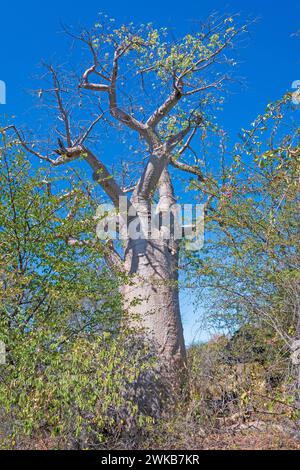 A baobab tree growing in the wild at Arabuko Sokoke Forest in Malindi ...