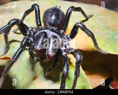 mygalomorph spider (Atypus piceus), front view, Germany Stock Photo - Alamy