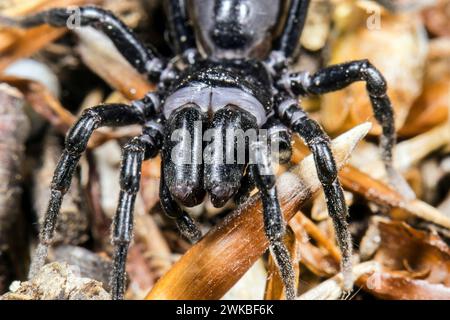 mygalomorph spider (Atypus piceus), portrait, Germany Stock Photo - Alamy