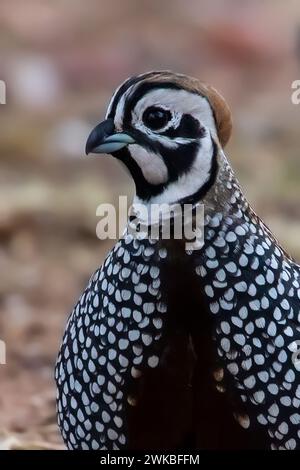 Montezuma Quail male, Cyrtonyx montezumae Stock Photo - Alamy