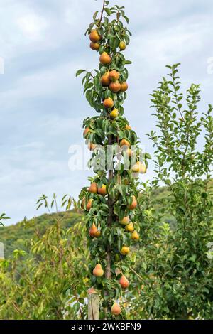 Common pear (Pyrus communis 'Decora', Pyrus communis Decora), cultivar ...