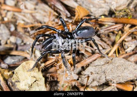 mygalomorph spider (Atypus piceus), top view, Germany Stock Photo - Alamy
