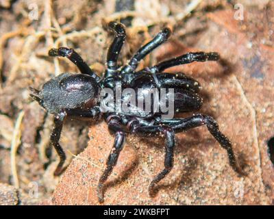mygalomorph spider (Atypus piceus), top view, Germany Stock Photo - Alamy