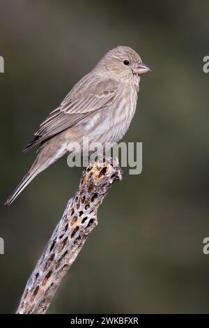 Adult female perched on a branch of acacia in Oued Jenna, Western ...