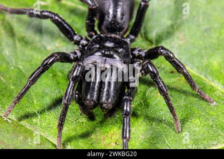 mygalomorph spider (Atypus piceus), portrait, Germany Stock Photo - Alamy
