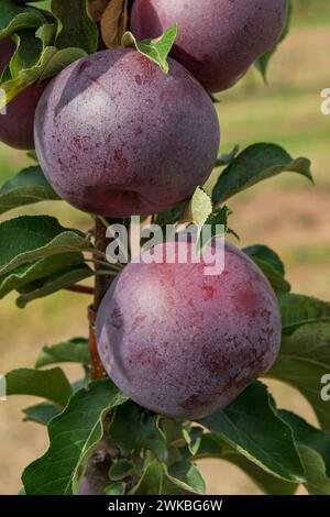 apple (Malus domestica 'Starline Blue Moon', Malus domestica Starline ...